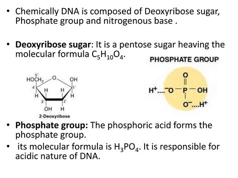 Chapter 6 Molecular Basis Of Inheritance PPTX