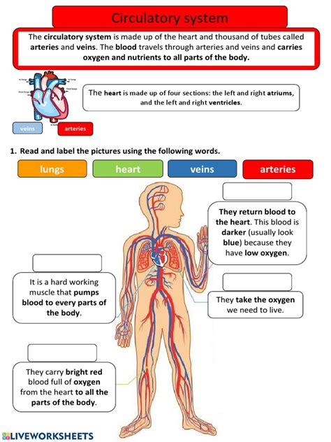 Circulatory System Diagram Blank Printable Word Key Free Pri