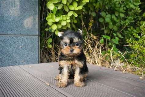 요크셔테리어분양 사랑스러운 애기 강아지 김만득이 강아지분양 고양이분양 컴투펫 시츄 셔틀랜드쉽독 말티푸 미니핀 치와와