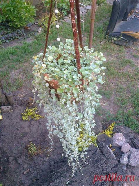 Дихондра ампельная «Серебристый водопад Dichondra Repens Dichondra Argentea «silver Fal Мои