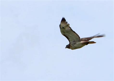 How To Attract Hawks To Your Yard And Why It Might Be A Good Idea