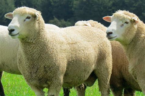 Ромни марш порода овец