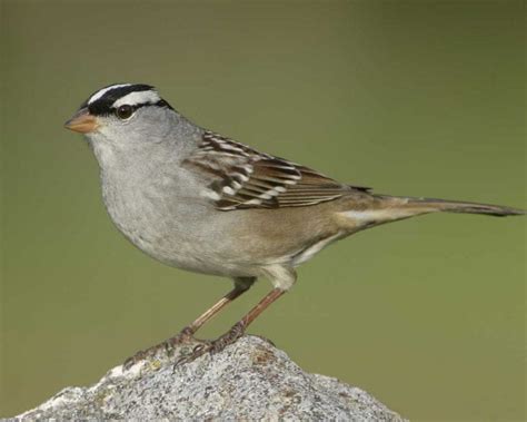Winter Birds In Missouri Missouris Natural Heritage Washington