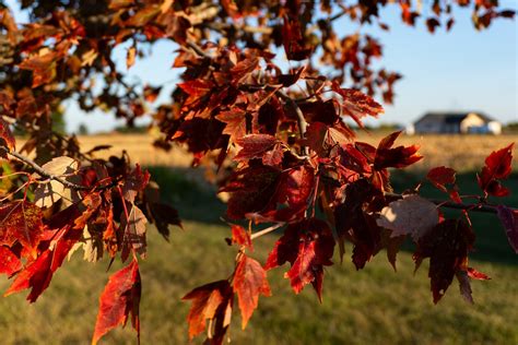 Autumn Leaves Fall Foliage Free Photo On Pixabay Pixabay