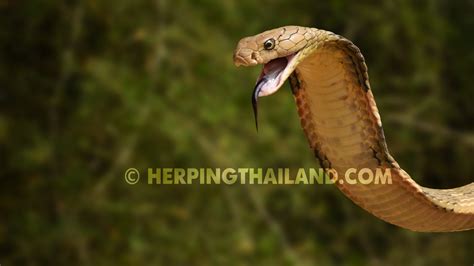 Ophiophagus Hannah King Cobra