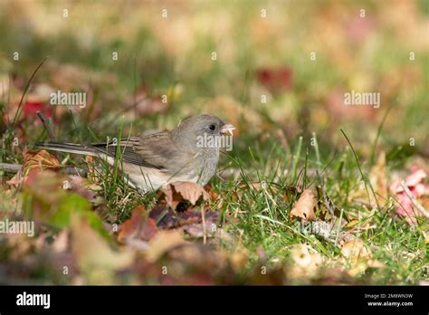 A Dark Eyed Junco Junco Hyemalis Standing In Grass Among Fallen Leaves Foraging For Seeds In