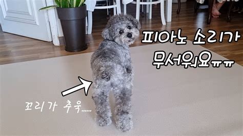 강아지 앞에서 피아노를 치면 꼬리가 추욱 피아노 소리가 무쪄워요 Youtube