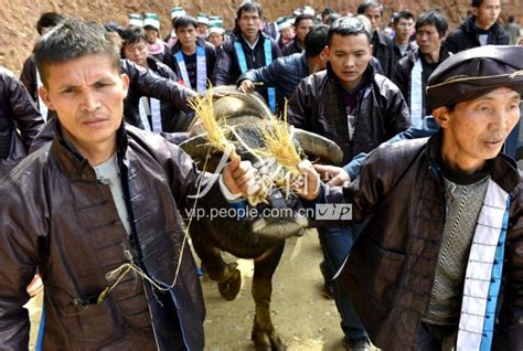 贵州榕江：苗寨牯牛祭祖祈平安 人民图片网