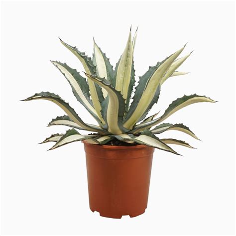 Agave Americana Mediopicta Alba — Plant Wholesale Floraccess