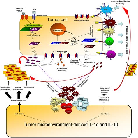 Frontiers Unique Versus Redundant Functions Of Il 1α And Il 1β In The