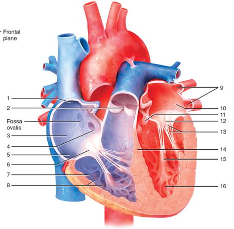 figure 27 4b diagram quizlet