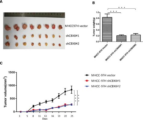 Knockdown Of CBX8 Dramatically Decreases Cell Proliferation In Vivo A