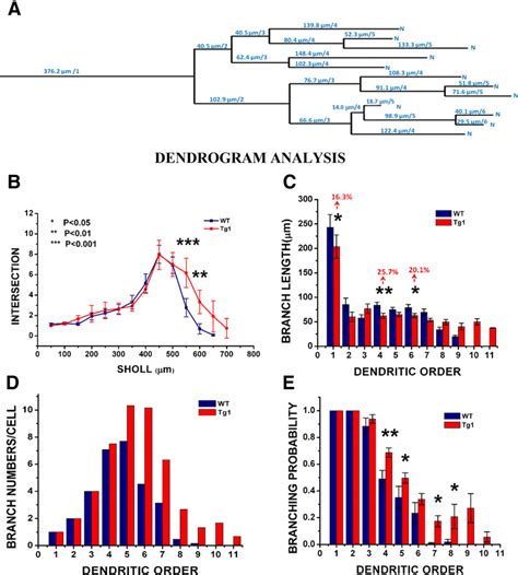 Dendrogram Analysis Of Apical Tree Branching Properties A Example Download Scientific Diagram