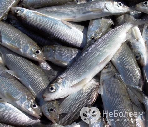 Омуль калорийность полезные свойства пищевая ценность витамины