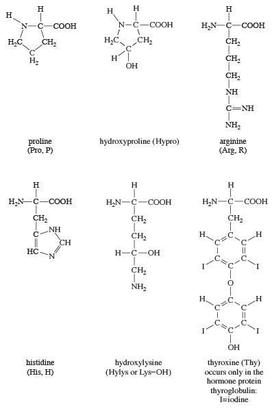 Protein Definition Structure And Classification