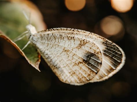 Biodiversity Surveys Cataloging Species Diversity To Inform