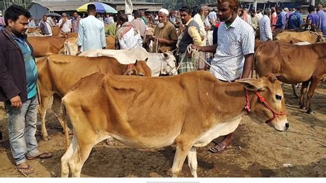 আজ ২৫ নভেম্বর ২৪ নোয়াখালীর খামারী কেমন দামে হাড্ডিসার গরু কিনছেন
