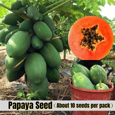 Delicious Dwarf Papaya Seeds For Sale 10pcs Seeds For Planting