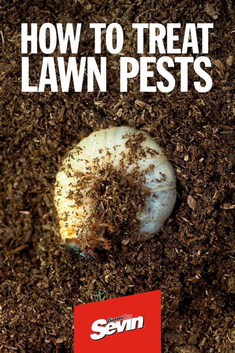 How To Detect And Treat Common Lawn Pests Lawn Pests Garden Remedies