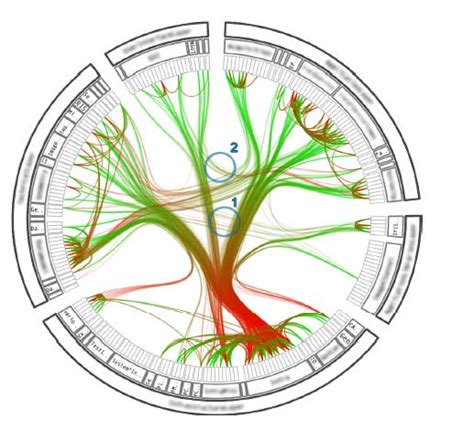 tingilinde hierarchical edge bundling