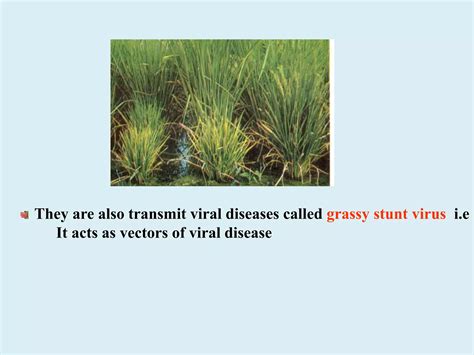 Pests Of Paddy 1 Pptx