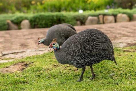 Emu Farming An In Depth Guide On Raising Emus