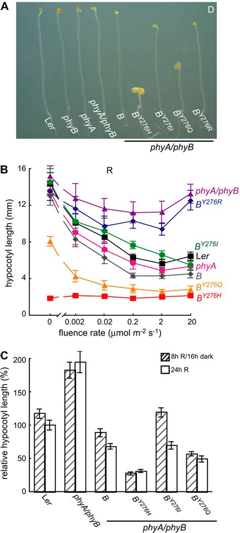 Figure 6 From Light Independent Phytochrome Signaling Mediated By