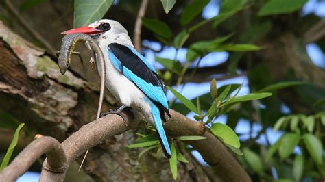 Woodland Kingfisher Migration
