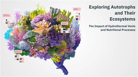 Exploring Autotrophs And Their Ecosystems By Lillyann Zettle On Prezi