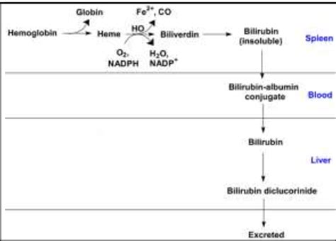 Bilirubin Formation [14] Download Scientific Diagram