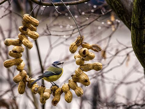 Birds Detection Object Detection Dataset And Pre Trained Model By Katya