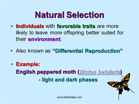 What Are The Key Parts Of Natural Selection At Timothy Jeffords Blog