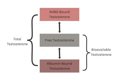 Rethink Free Testosterone Vs Total Testosterone Which Ones More