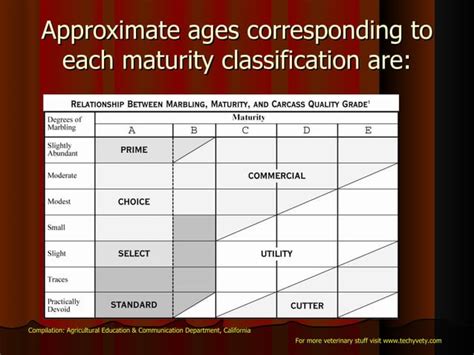 Carcass Grading Ppt