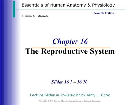 Pdf Male Reproductive System Dokumen Tips