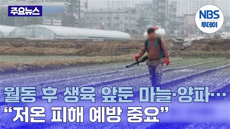 월동 후 생육 앞둔 마늘·양파 저온 피해 예방 중요” Youtube