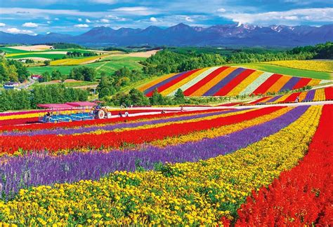 Amazon 【日本製】ビバリー 1000マイクロピース ジグソーパズル 美瑛の花咲く丘（26×38㎝）1000m 014 ジグソー