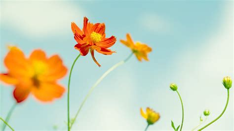 배경 화면 오렌지 코스모스 하늘 2560x1600 Hd 그림 이미지