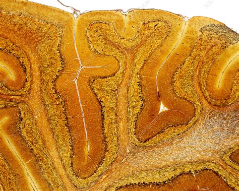 Cerebellar Cortex Light Micrograph Stock Image C059 8193 Science Photo Library