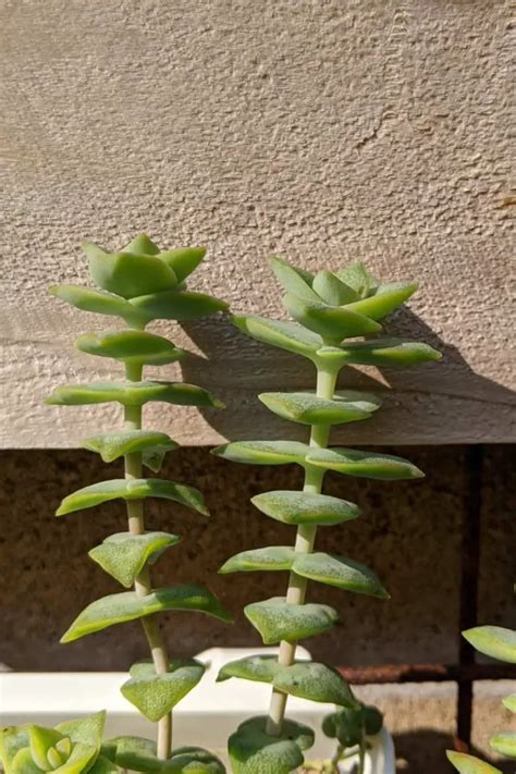 Crassula Perforata Comprehensive Guide To String Of Buttons Or