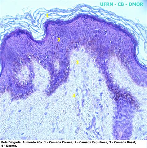 Atlas Virtual de Histologia Nº 10 Pele e anexos