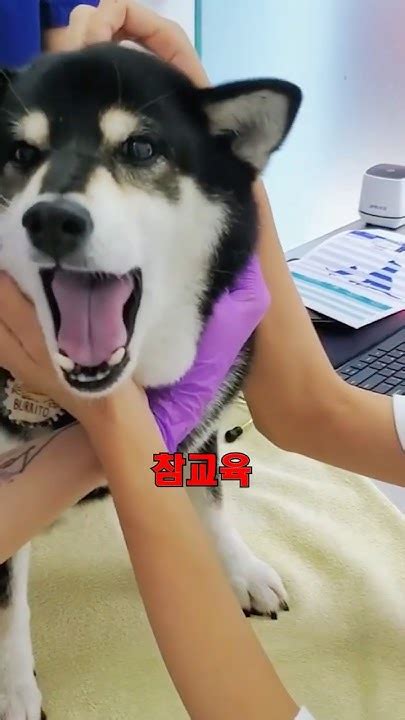 주사로 참교육 당하는 시바 Youtube