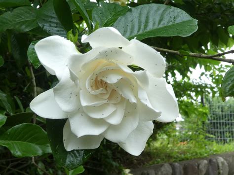 八重咲きのクチナシ それもまた良し