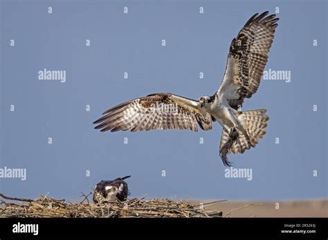 Osprey Brings Nesting Material Osprey In Flight With Nesting Material
