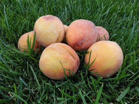 Персик Украина купить Fruit Boutique