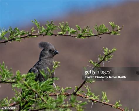 Grey Lourie Corythaixoides Concolor Photos And Premium High Res