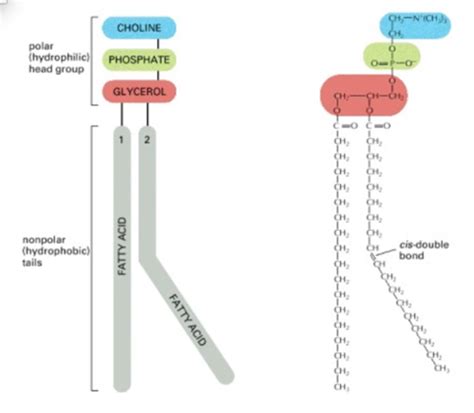 Lipids Building Blocks Flashcards Quizlet