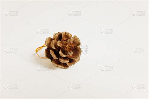 松树球果花在孤立的白色背景与复制空间