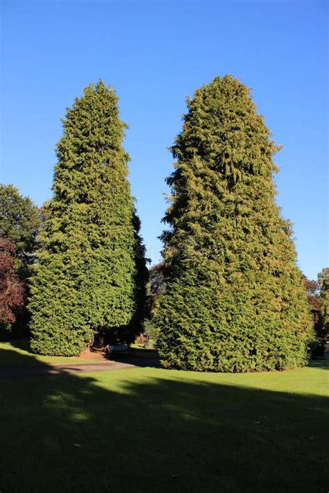 Two Large Conifer Trees Taken At A Public Park Clear Blue Sky Stock