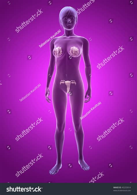 Female Sex Organs Stock Illustration 45233914 Shutterstock